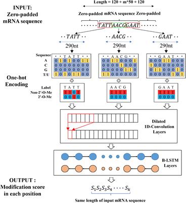Frontiers | DeepOMe: A Web Server for the Prediction of 2′-O-Me Sites ...
