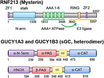 Frontiers | RNF213 and GUCY1A3 in Moyamoya Disease: Key Regulators of ...