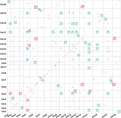 Frontiers | Genome-Wide Analysis of PEBP Genes in Dendrobium ...