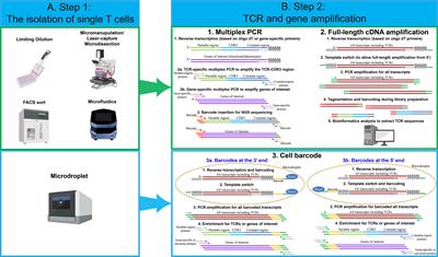 Frontiers | Single-Cell TCR and Transcriptome Analysis: An ...
