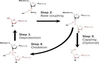 Oligonucleotide Synthesis