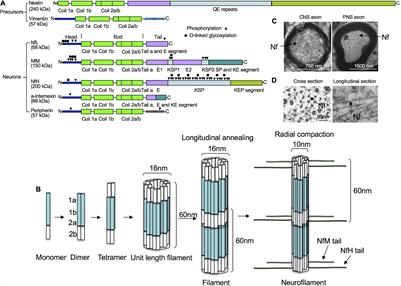 Frontiers | Neurofilament Proteins as Biomarkers to Monitor ...