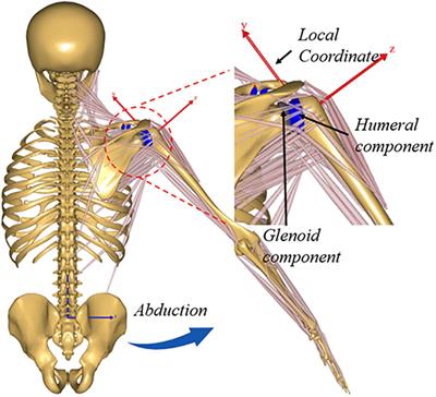 Frontiers | Effect of Rotator Cuff Deficiencies on Muscle Forces and ...