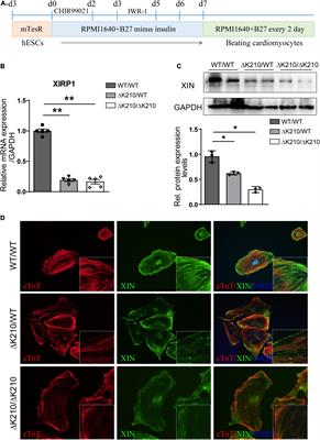 Frontiers | Cardiac Overexpression of XIN Prevents Dilated ...
