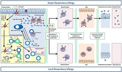 Frontiers | Local Respiratory Allergy: From Rhinitis Phenotype to ...