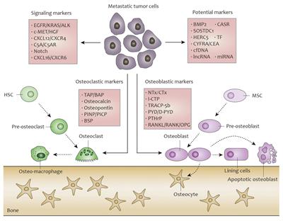 Frontiers | Predictive and Prognostic Biomarkers for Lung Cancer Bone ...