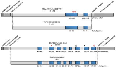 Frontiers | Novel Mutations Within Collagen Alpha1(I) and Alpha2(I ...