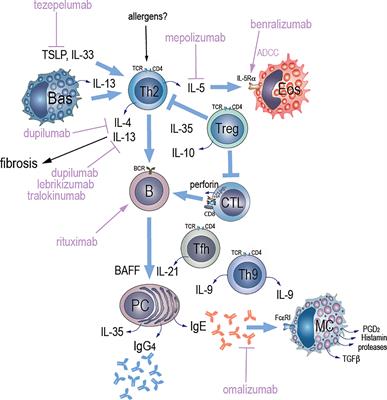 Frontiers | Allergic Aspects of IgG4-Related Disease: Implications for ...