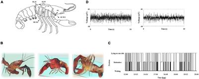 Frontiers | Sleep Phases in Crayfish: Relationship Between Brain ...