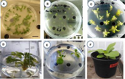 Frontiers | Modeling Agrobacterium-Mediated Gene Transformation of ...