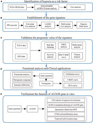 Frontiers | Identification of a Hypoxia-Related Gene Signature for ...