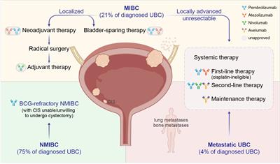 Frontiers | Immunotherapy in the Treatment of Urothelial Bladder Cancer ...