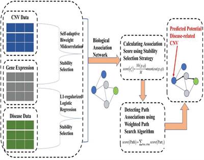 Frontiers | A Novel Computational Framework to Predict Disease-Related ...