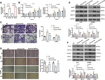 Frontiers | Long Non-Coding RNA MEG8 Suppresses Hypoxia-Induced ...