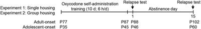 Frontiers | Incubation of Oxycodone Craving Following Adult-Onset and ...