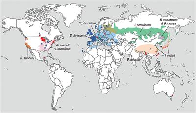 Frontiers | Babesia microti: Pathogen Genomics, Genetic Variability ...