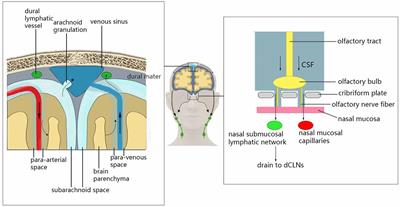Frontiers | Glymphatic System in the Central Nervous System, a Novel ...