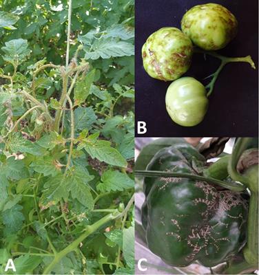Frontiers | Detection of Parietaria Mottle Virus by RT-qPCR: An ...