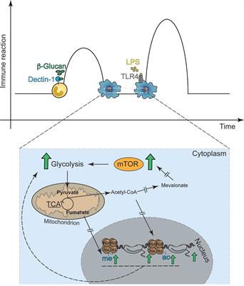 Frontiers | DAMPs and Innate Immune Training