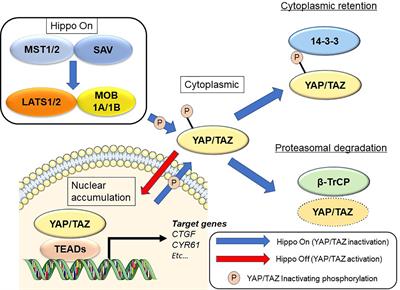 Frontiers | Biological Significance of YAP/TAZ in Pancreatic Ductal ...