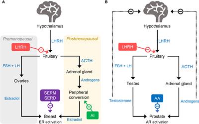 Frontiers | Ovarian Function Suppression With Luteinizing Hormone ...