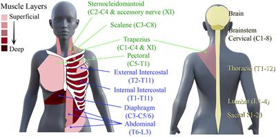 Frontiers | Respiratory Training and Plasticity After Cervical Spinal ...