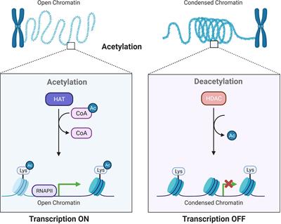 Frontiers | Characterization of Histone Deacetylase Mechanisms in ...