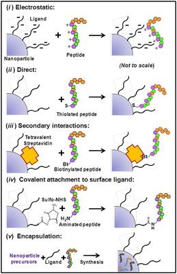 Frontiers | Peptide-Enabled Targeted Delivery Systems for Therapeutic ...