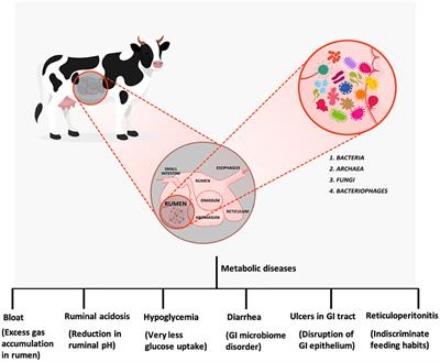 Frontiers | Gut Microbiota and Their Role in Health and Metabolic ...
