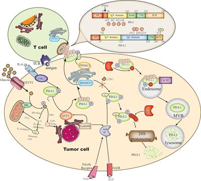 Frontiers | Metabolic Modifications, Inflammation, and Cancer Immunotherapy