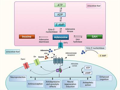 Frontiers | Inosine as a Tool to Understand and Treat Central Nervous ...