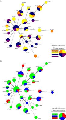 Frontiers | Hyper-Aerotolerant Campylobacter coli From Swine May Pose a ...