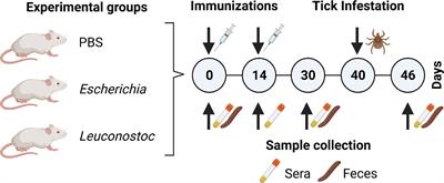Frontiers | Anti-Microbiota Vaccines Modulate the Tick Microbiome in a ...