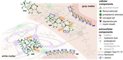 Frontiers | Unraveling the Local Relation Between Tissue Composition ...