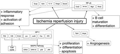 Frontiers | Tackling Ischemic Reperfusion Injury With the Aid of Stem ...