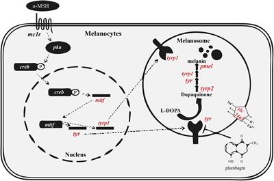 Frontiers | Phylogenetic Analysis of Core Melanin Synthesis Genes ...