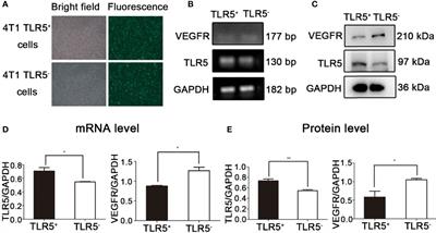 Frontiers | Down-Regulation of Toll-Like Receptor 5 (TLR5) Increased ...