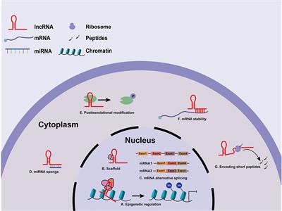 Frontiers | Long Non-Coding RNAs as Potential Diagnostic and Prognostic ...
