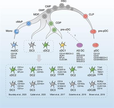 Frontiers | Unraveling the Heterogeneity and Ontogeny of Dendritic ...