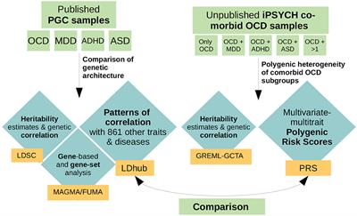 Frontiers | Polygenic Heterogeneity Across Obsessive-Compulsive ...