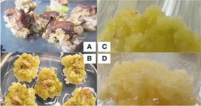 Frontiers | Embryogenic Calli Induction and Salt Stress Response ...
