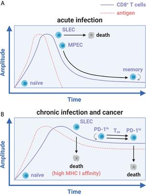 Frontiers | CD8+ T Cell Exhaustion in Cancer