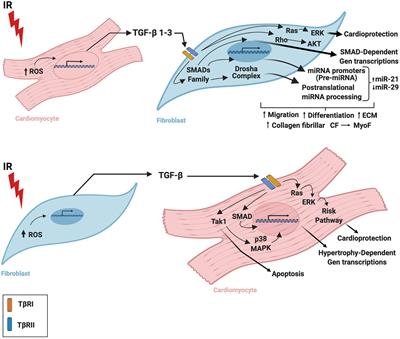 Frontiers | Communication Between Cardiomyocytes and Fibroblasts During ...