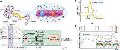 Frontiers | Emerging Artificial Neuron Devices for Probabilistic Computing