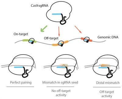 Frontiers | The Off-Targets of Clustered Regularly Interspaced Short ...