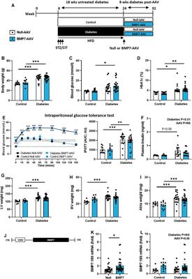 Frontiers | Bone Morphogenetic Protein 7 Gene Delivery Improves Cardiac ...