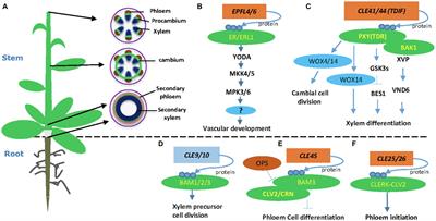 Plant Cell Differentiation