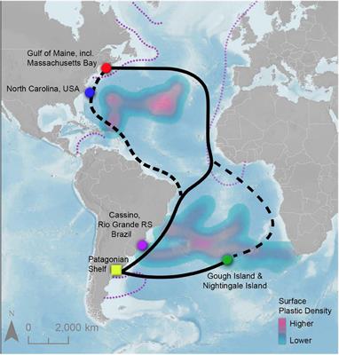 Sooty Shearwater Migration