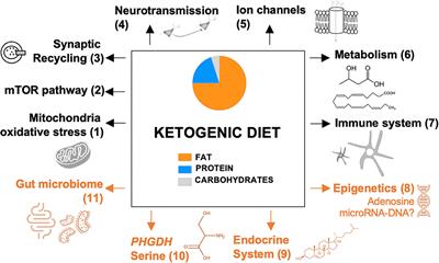Frontiers | The Ketogenic Diet Revisited: Beyond Ketones