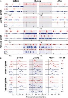 Frontiers | Inhibition and Facilitation of the Spinal Locomotor Central ...